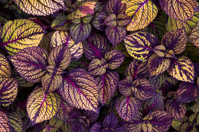 Plants Detailed