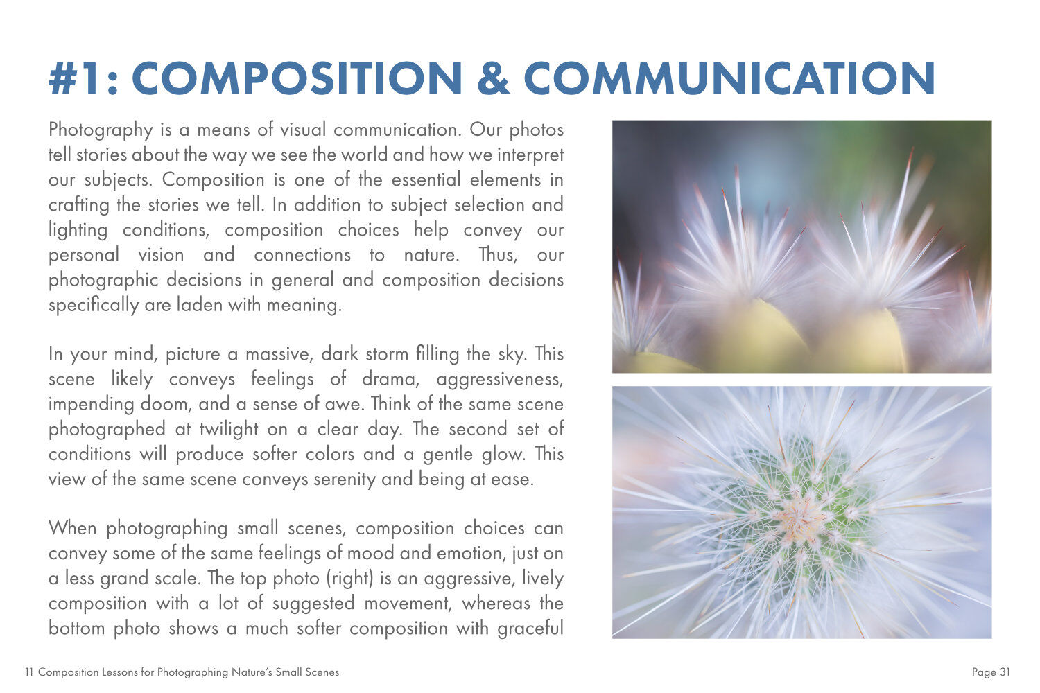 Composition Lessons for Photographing Nature's Small Scenes