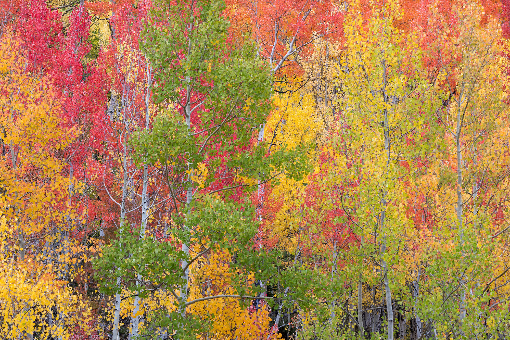 Aspen Every Color