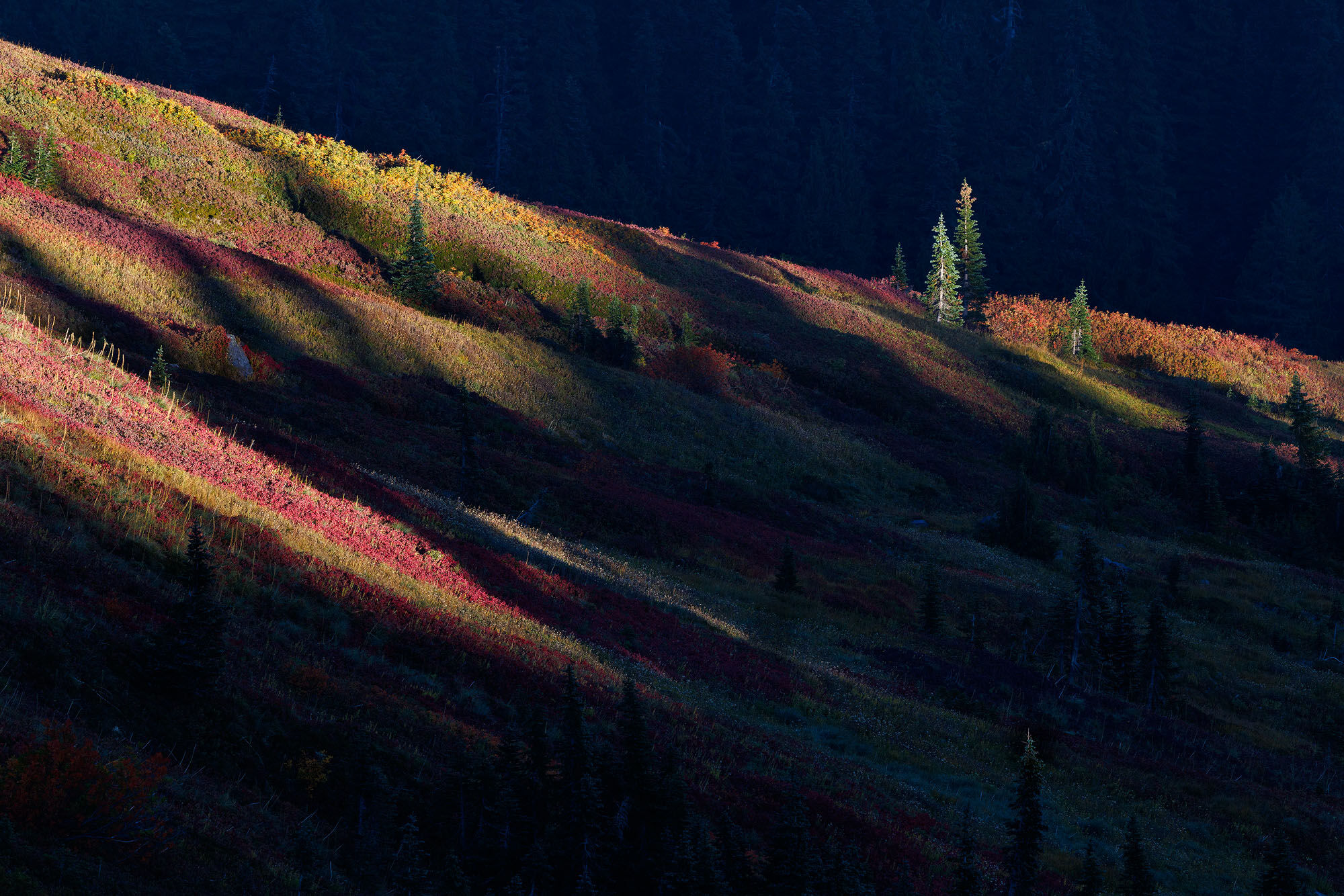 Autumn Shadows