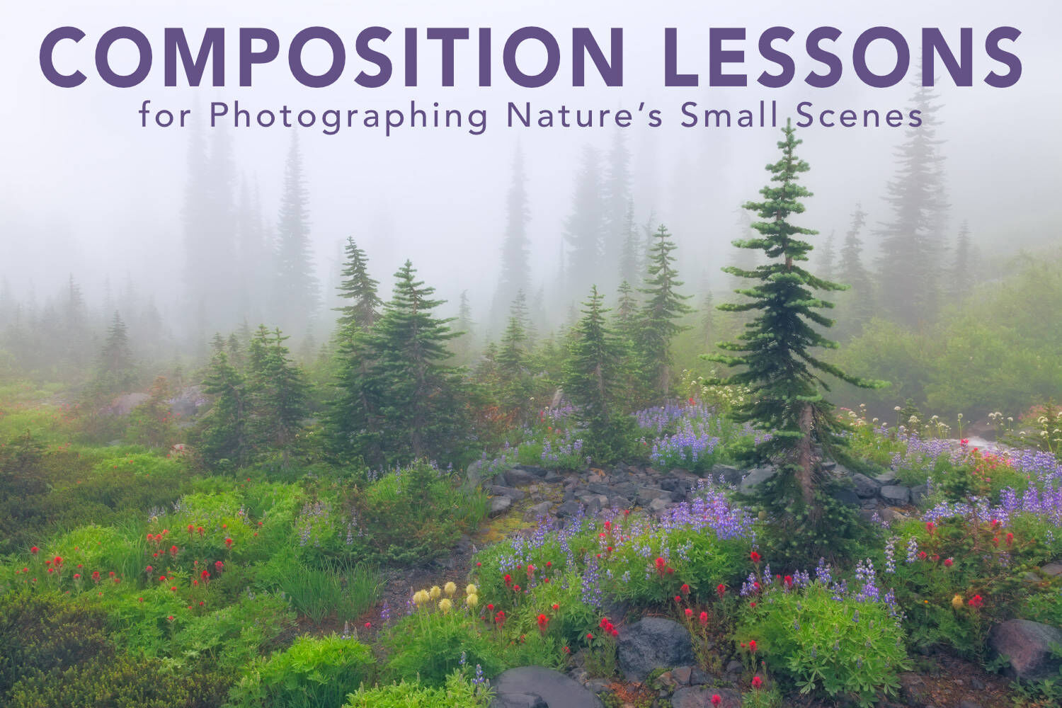 Composition Lessons for Photographing Nature's Small Scenes