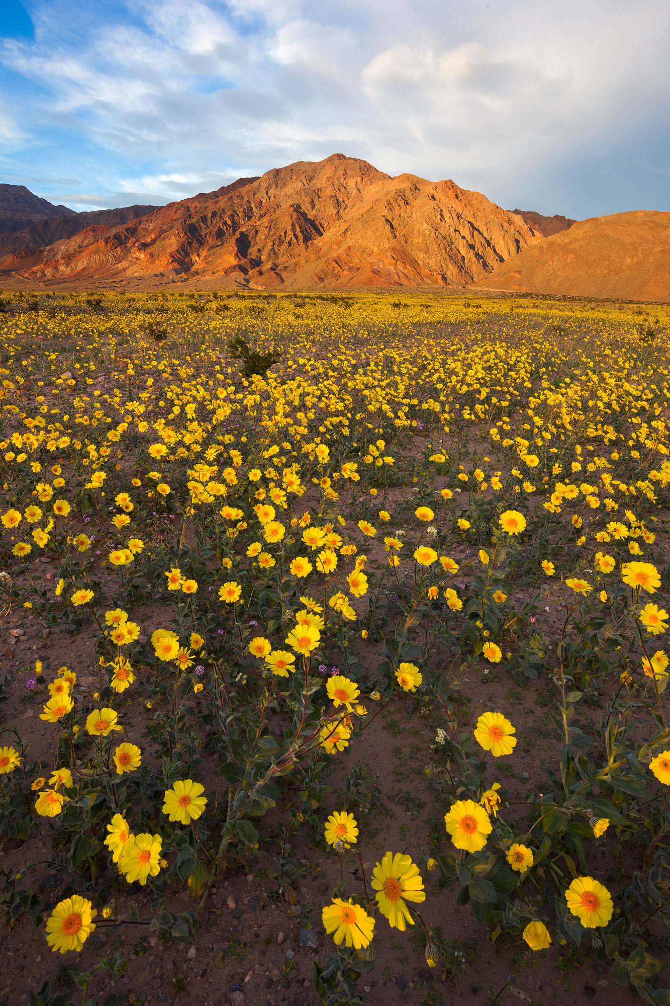 Desert Gold