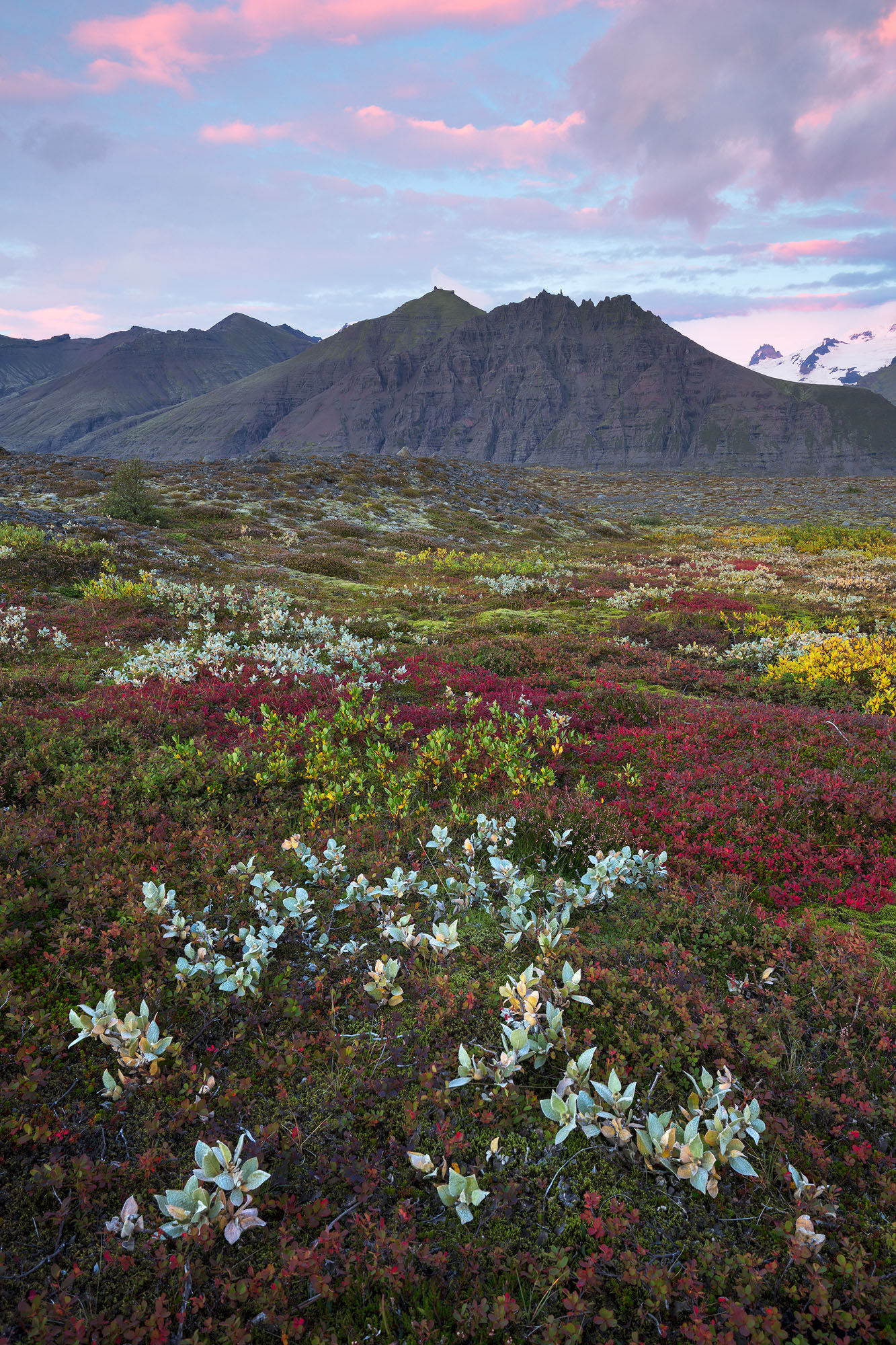 Foliage Sunset