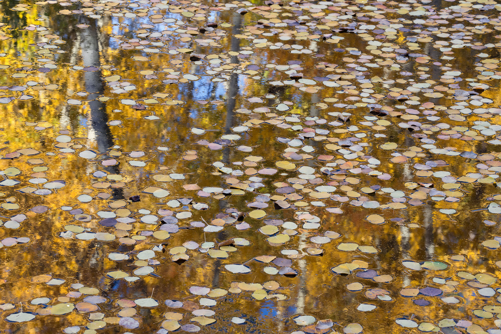 Leaf Scatter