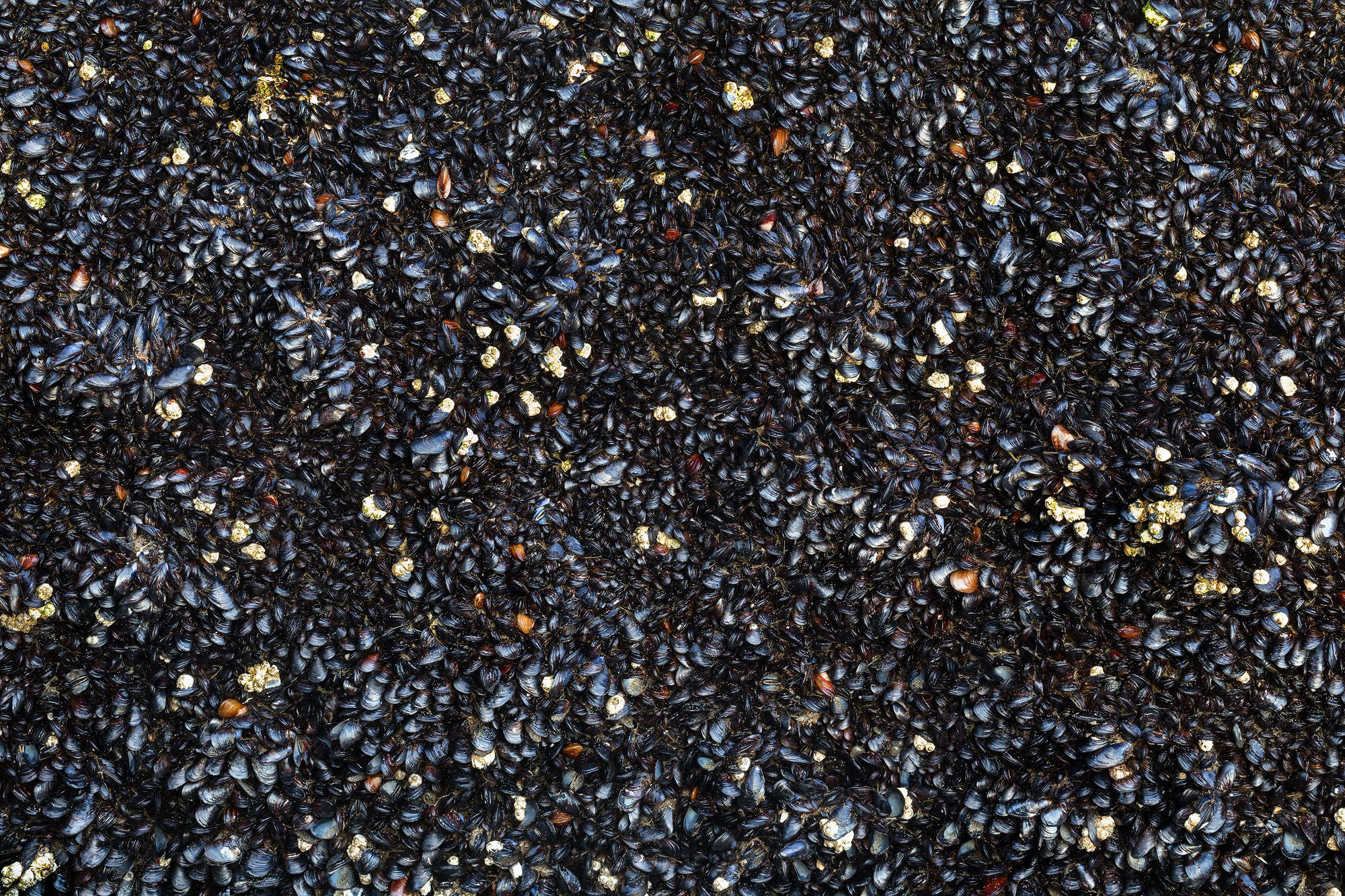 Mussel Beach
