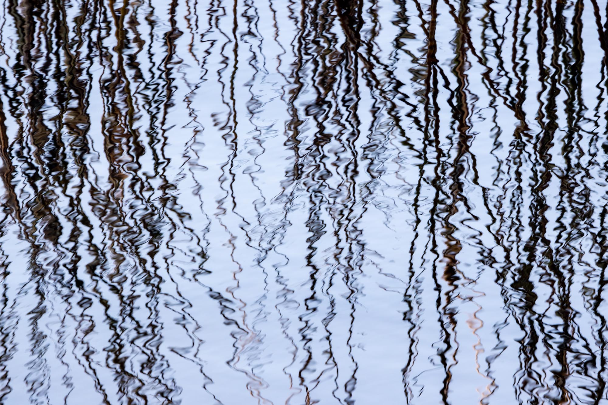 Wind Ripples