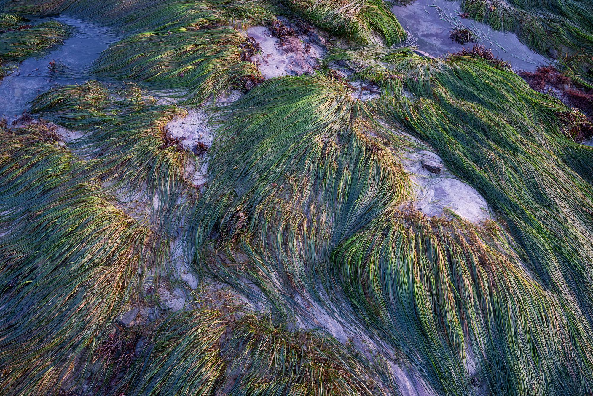 Surfgrass at Rest
