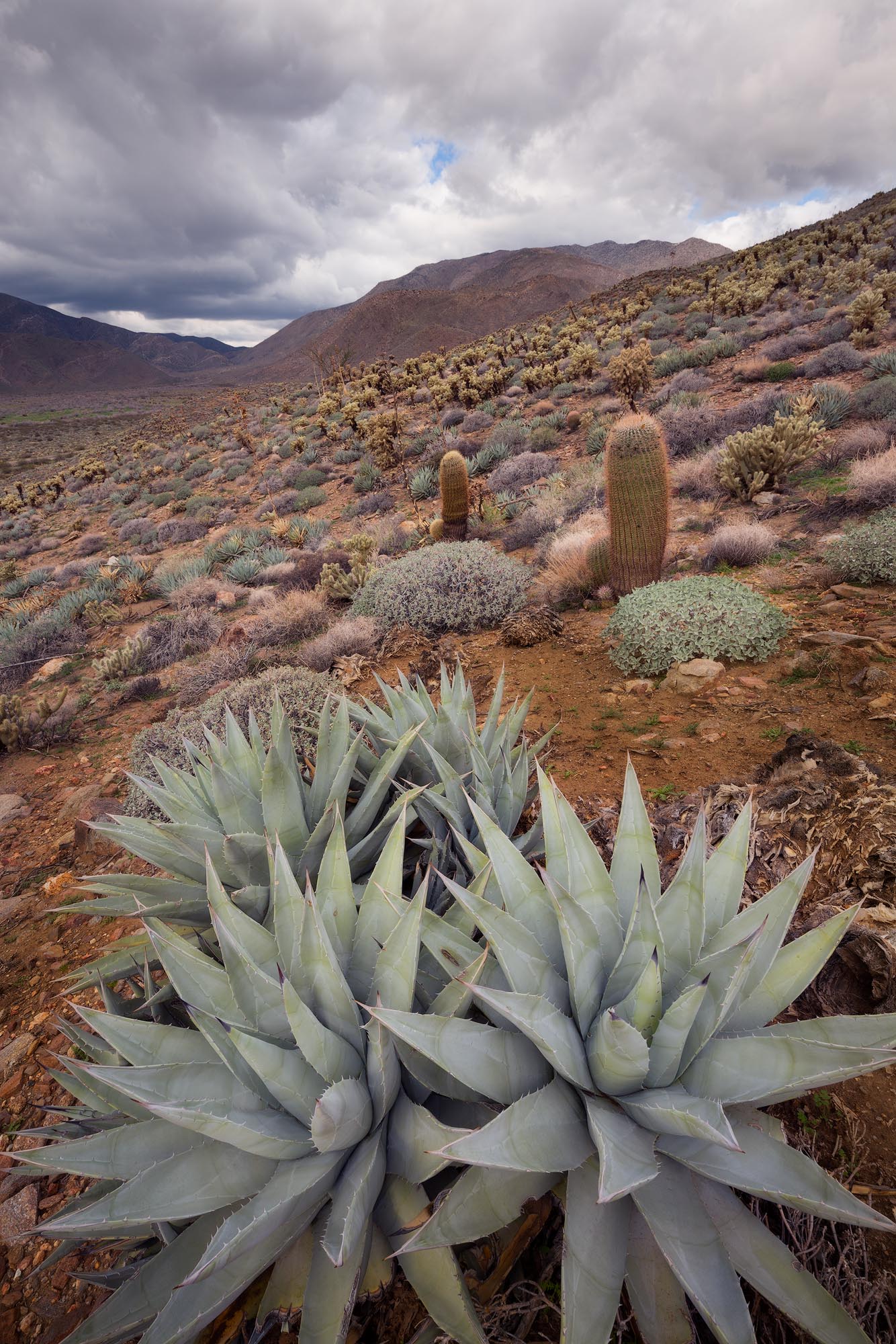 Agave Hills
