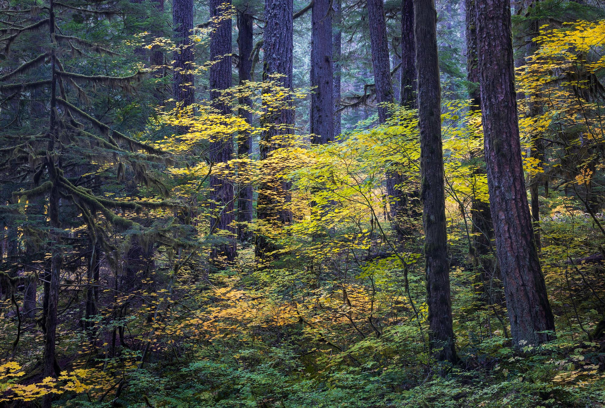 Canopy