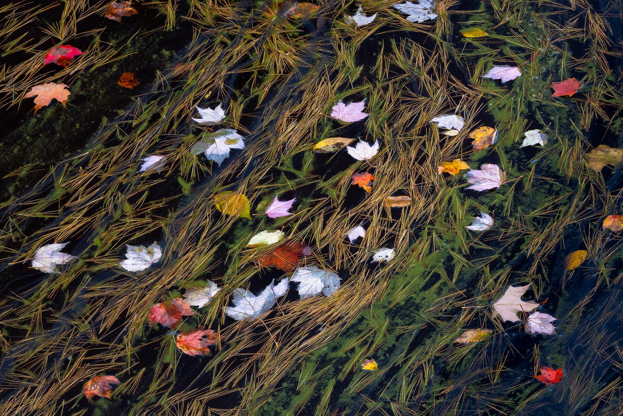 Maple Leaves At Rest