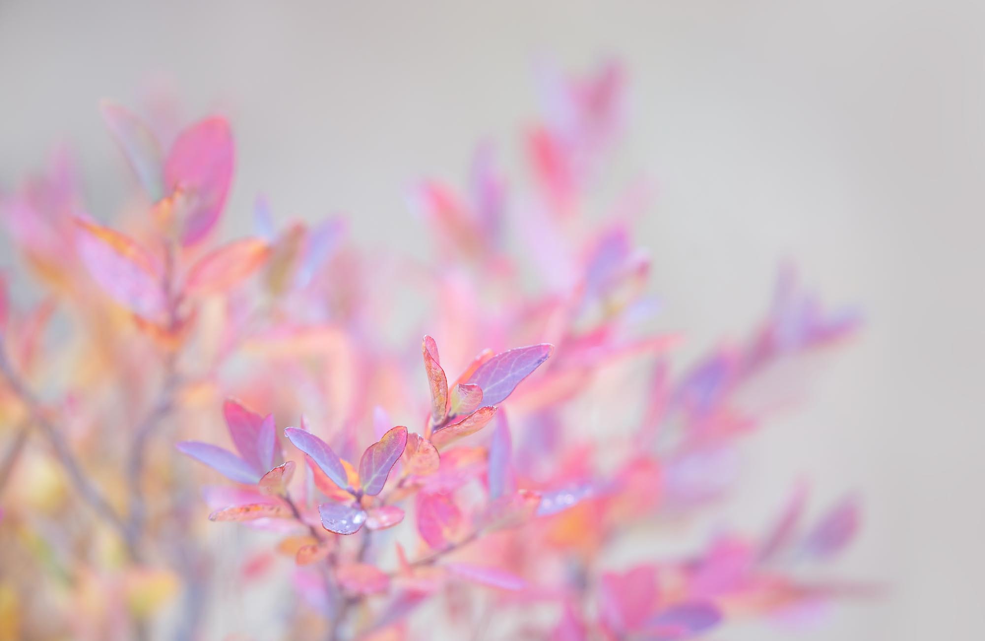 Pink Huckleberry Patch