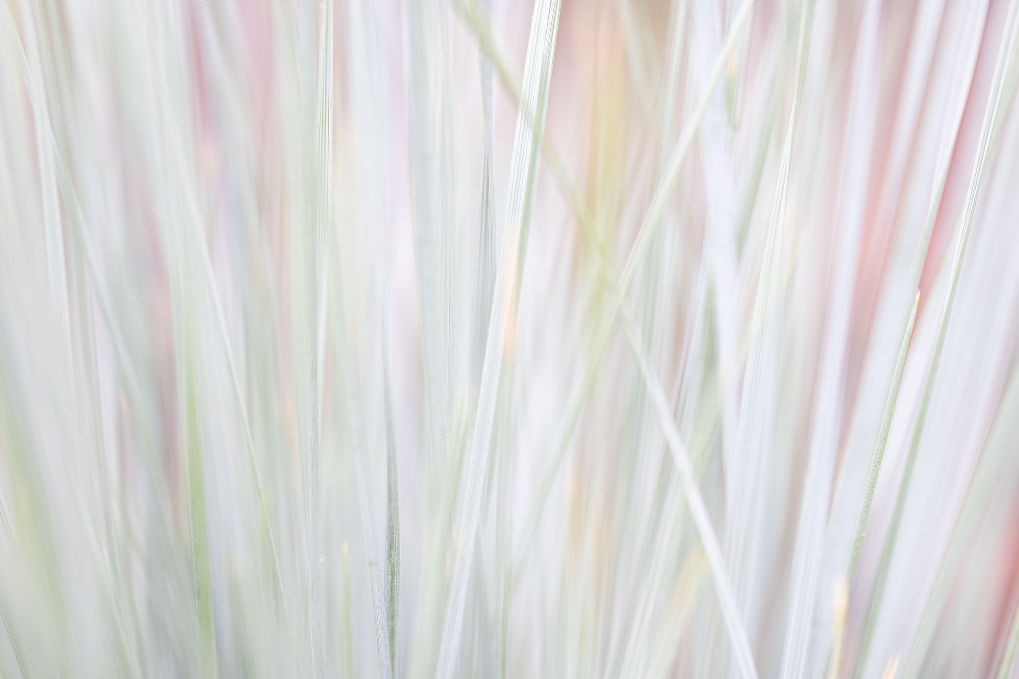 Softness