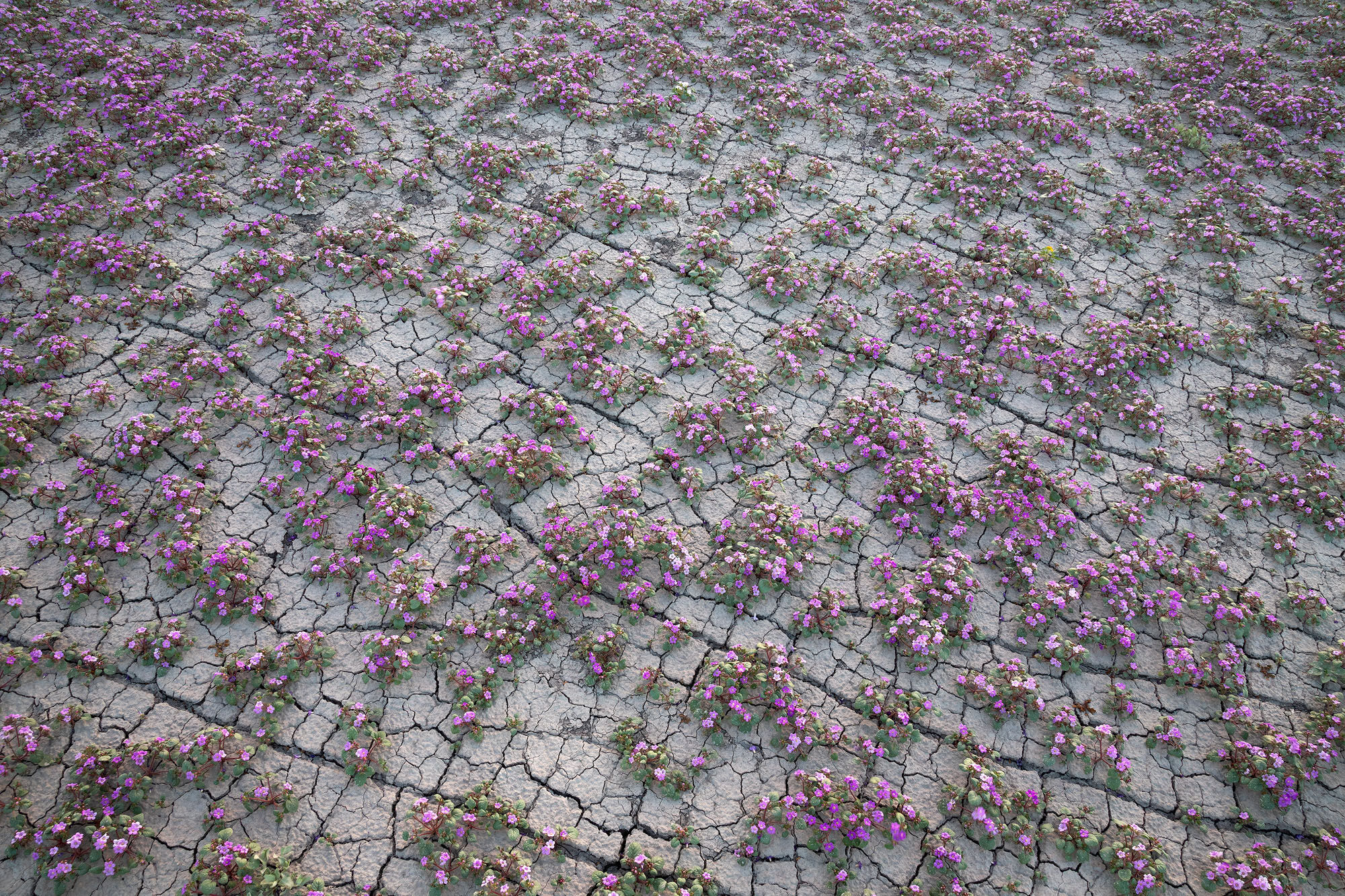 Spring Explosion