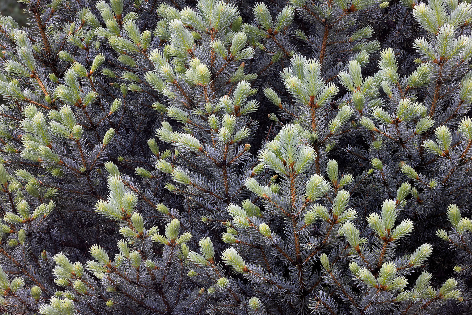 Spring Growth