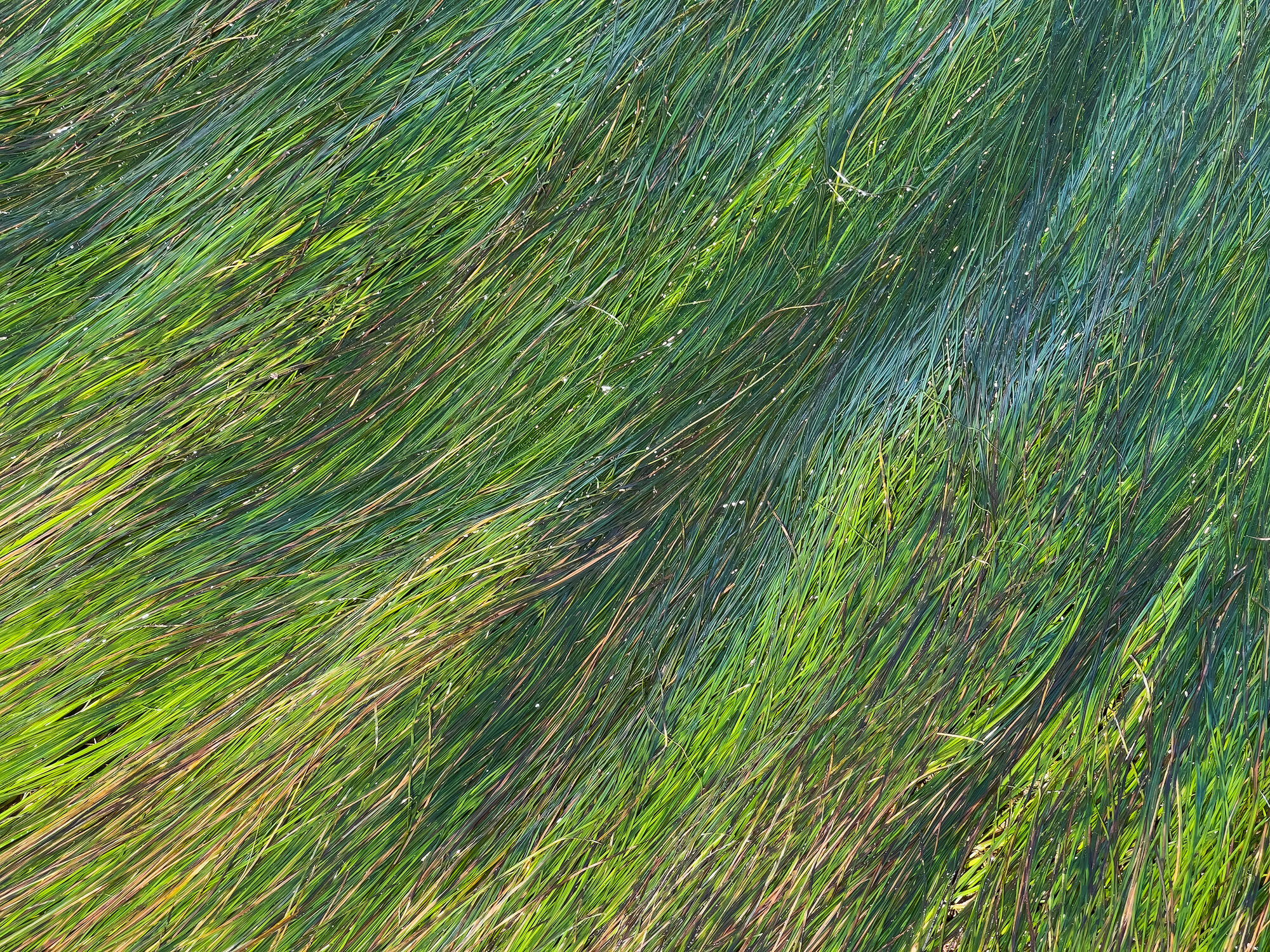 Wave Grass